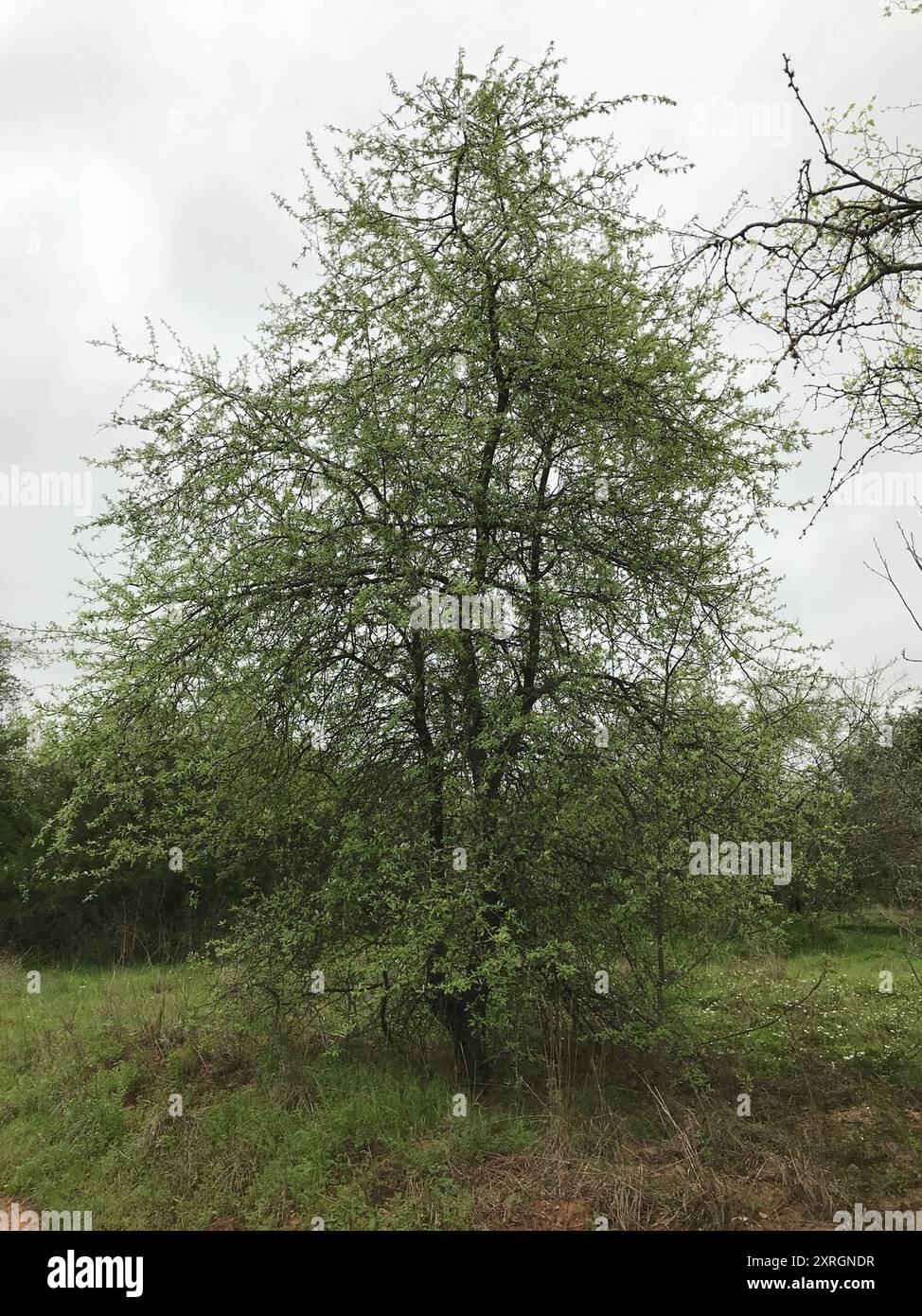 Gum bumelia (Sideroxylon lanuginosum) Plantae Stock Photo - Alamy