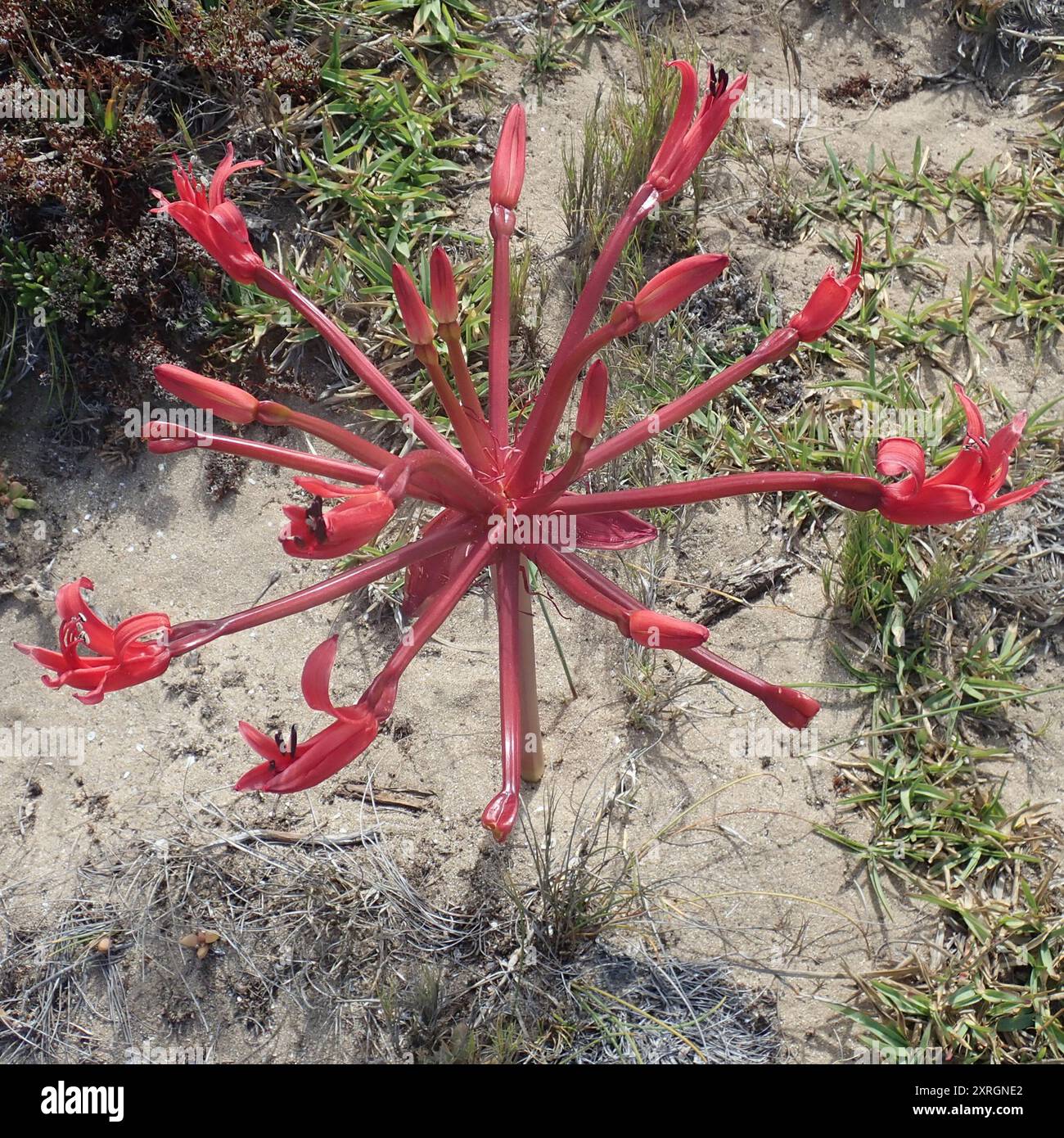 candelabra lily (Brunsvigia orientalis) Plantae Stock Photo - Alamy