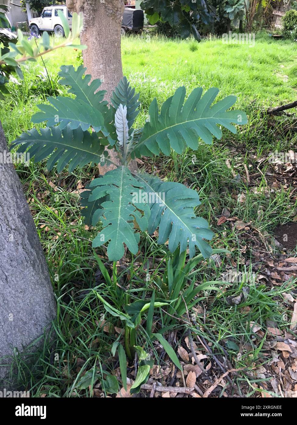 Parrotweed (Bocconia frutescens) Plantae Stock Photo - Alamy