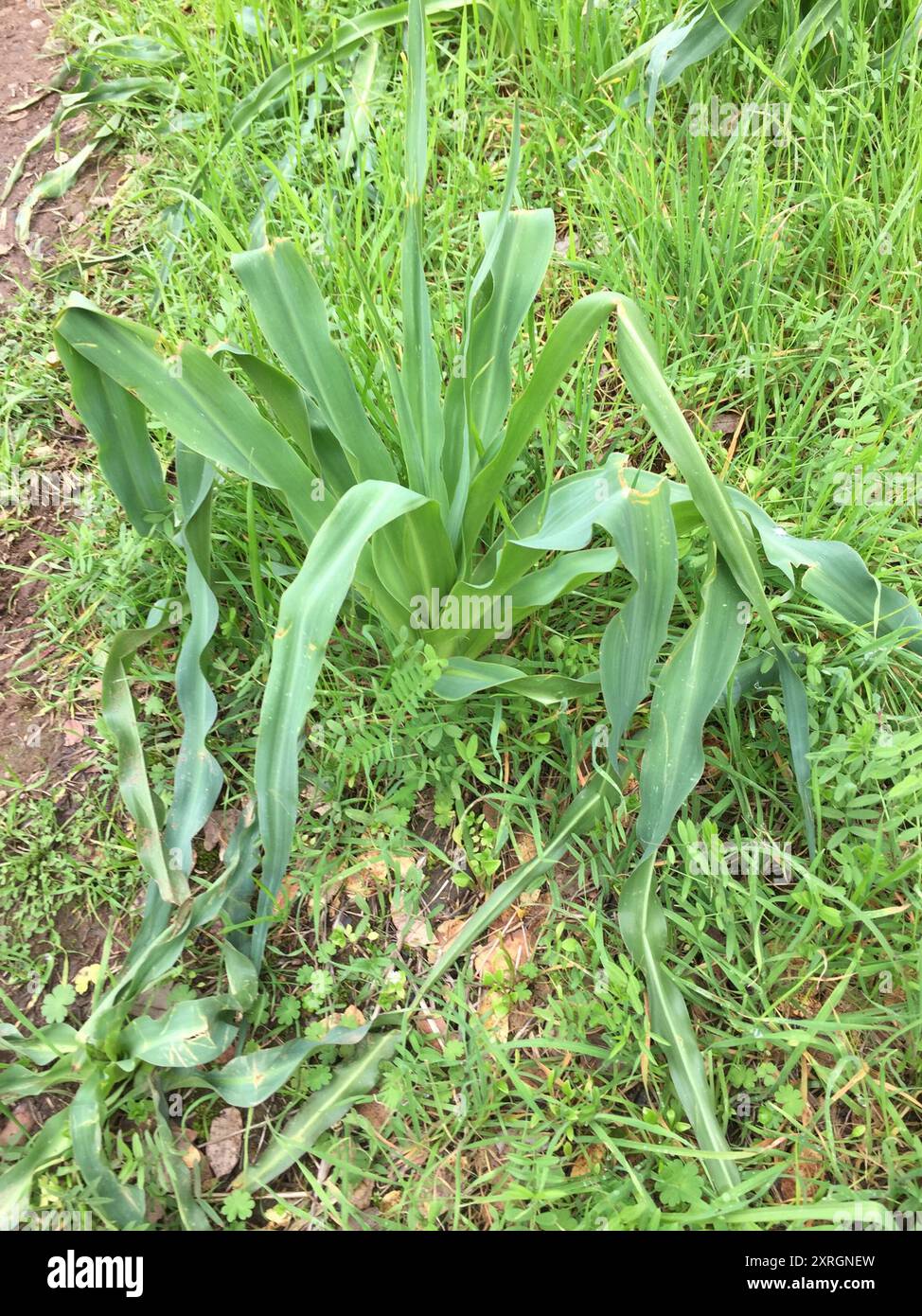wavy-leafed soap plant (Chlorogalum pomeridianum) Plantae Stock Photo ...