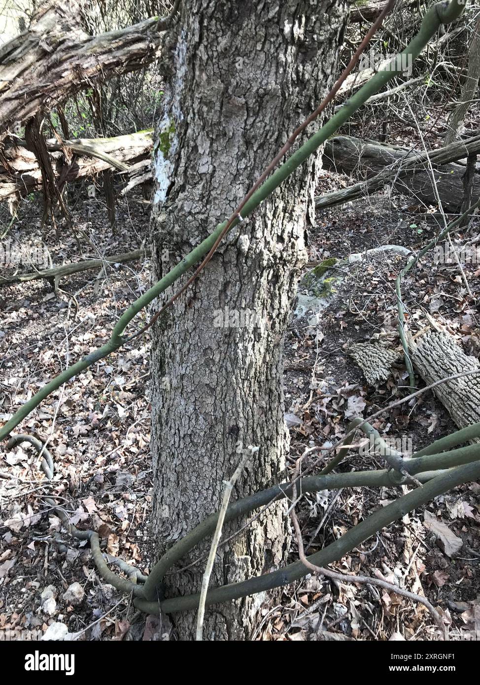 bigtooth maple (Acer grandidentatum) Plantae Stock Photo - Alamy