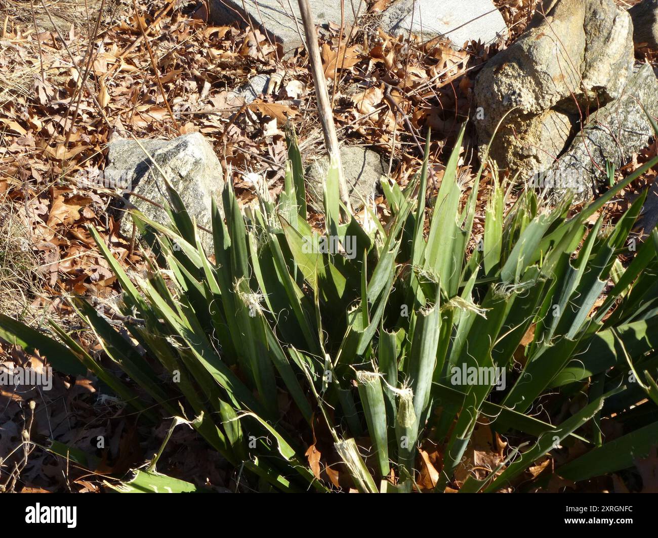 common yucca (Yucca filamentosa) Plantae Stock Photo - Alamy