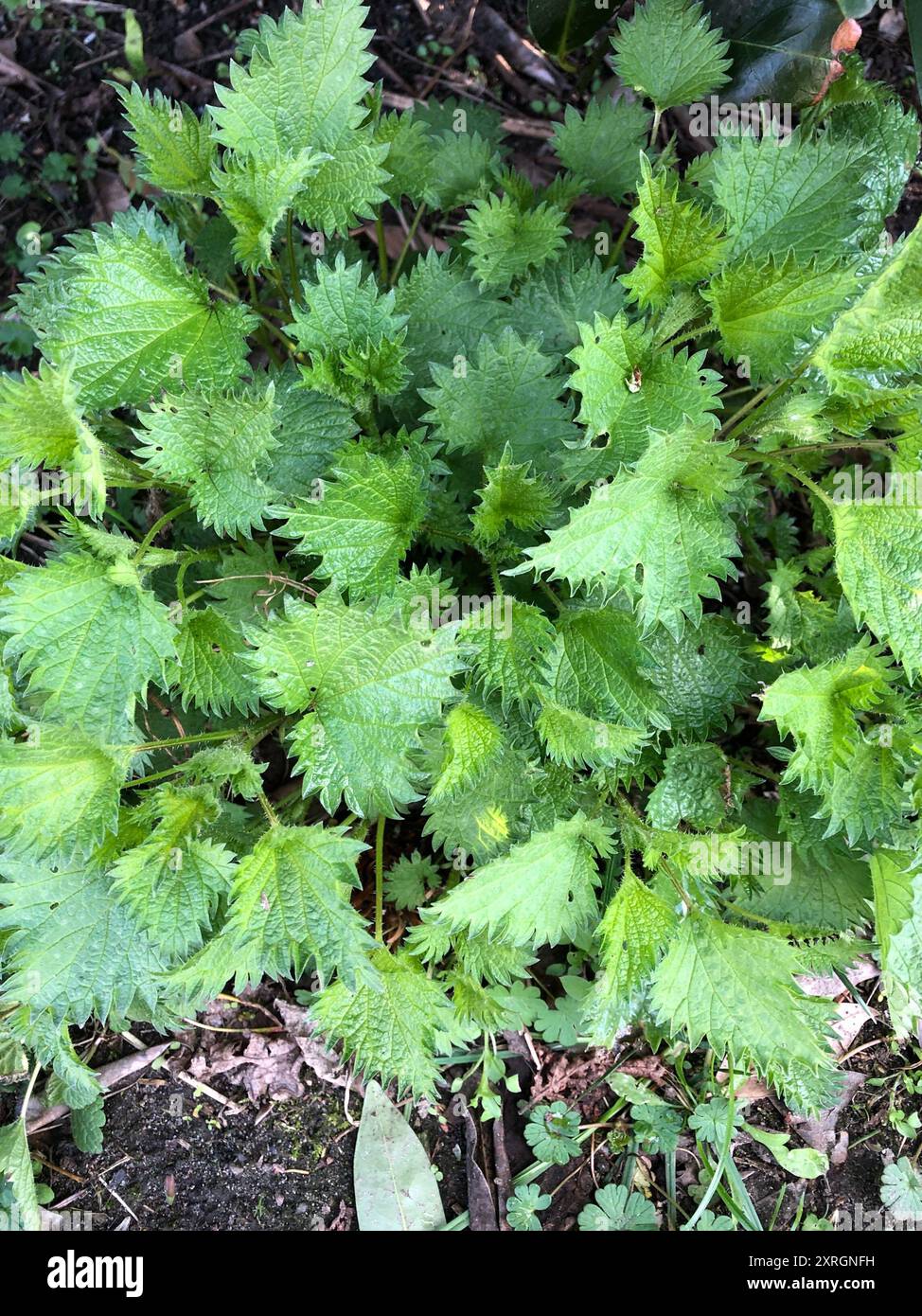 Dwarf Nettle (Urtica urens) Plantae Stock Photo - Alamy
