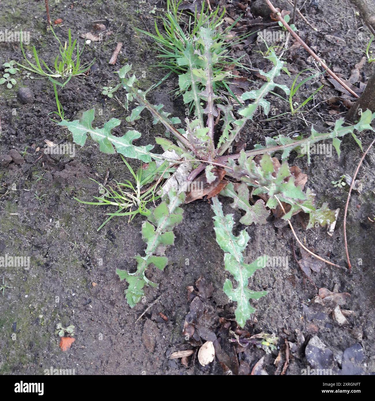 Common Sow-thistle (Sonchus oleraceus) Plantae Stock Photo - Alamy