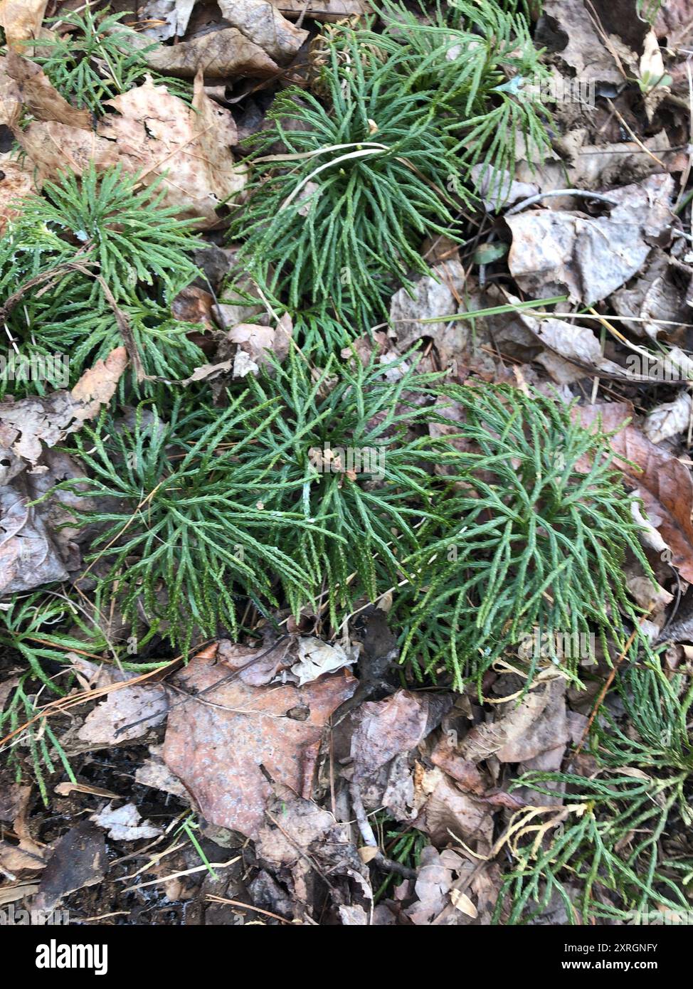 fan clubmoss (Diphasiastrum digitatum) Plantae Stock Photo - Alamy