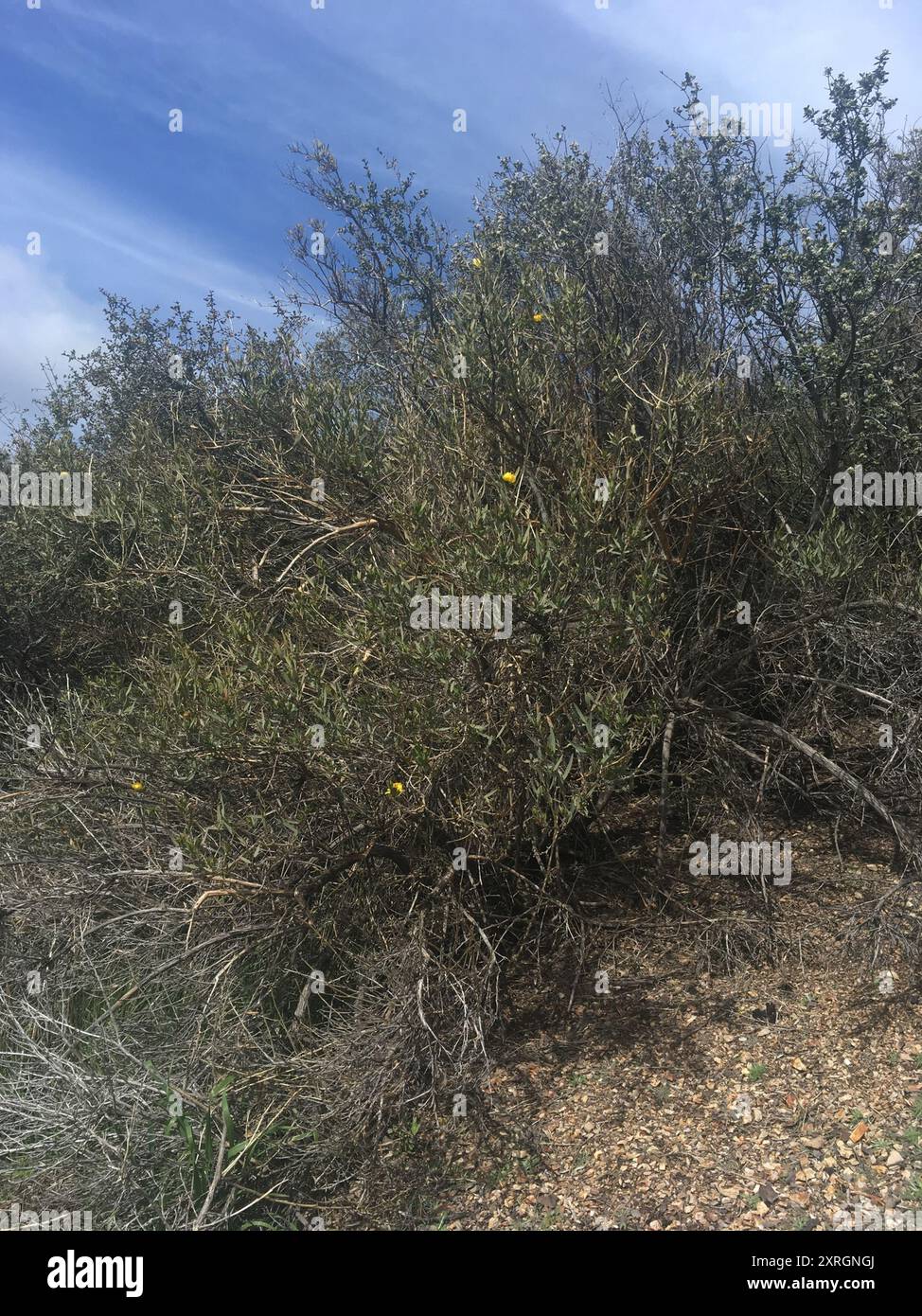 Bush Poppy (Dendromecon rigida) Plantae Stock Photo - Alamy