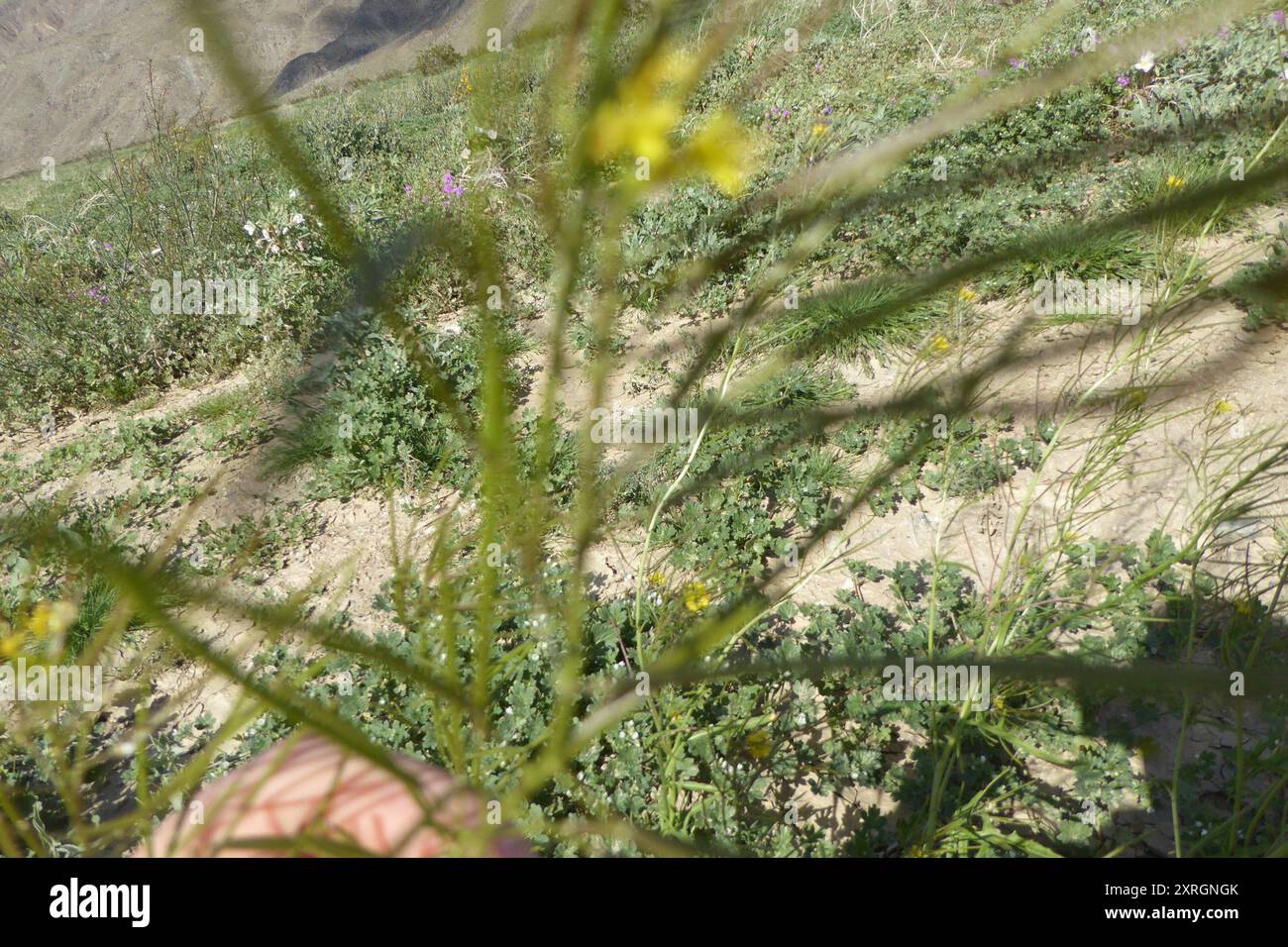 London rocket (Sisymbrium irio) Plantae Stock Photo - Alamy