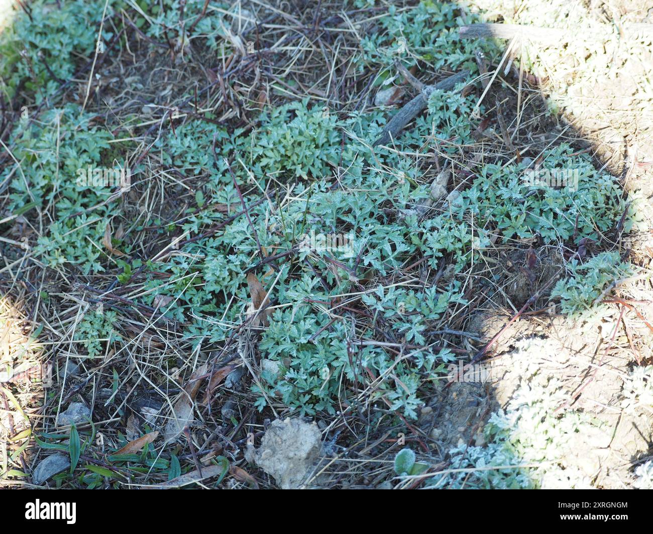 vascular plants (Tracheophyta) Plantae Stock Photo - Alamy