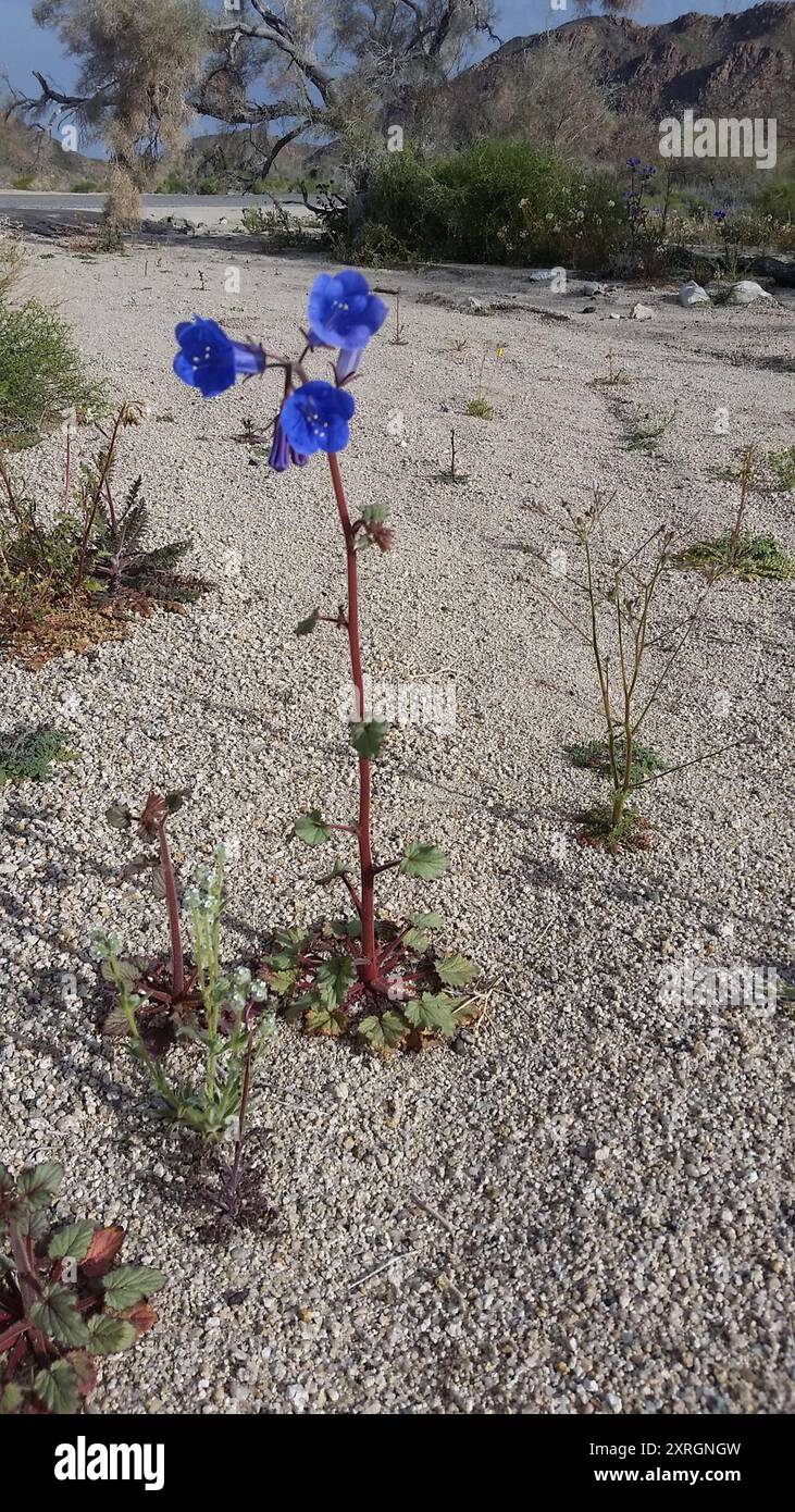 desert bluebells (Phacelia campanularia) Plantae Stock Photo - Alamy