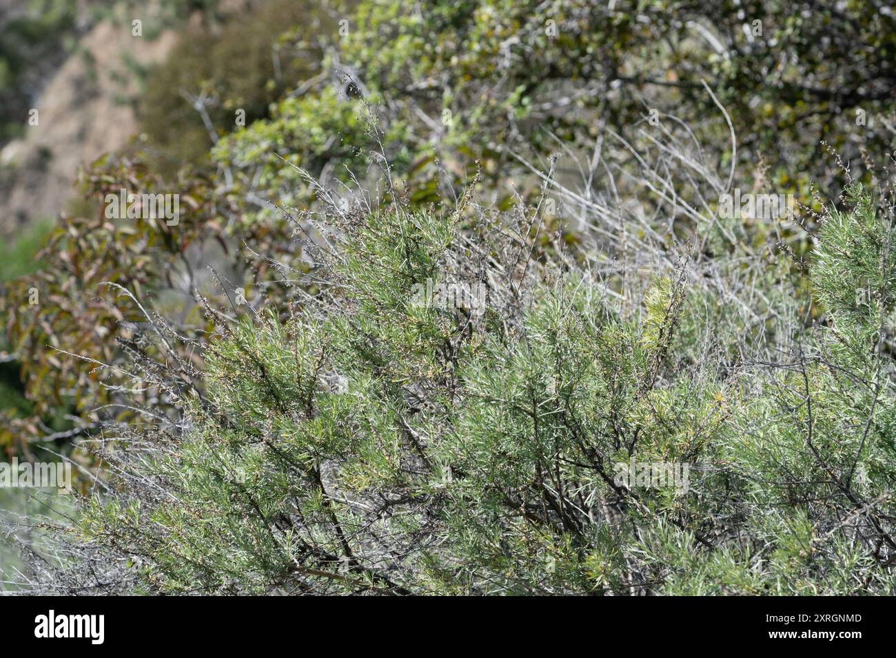 California sagebrush (Artemisia californica) Plantae Stock Photo - Alamy