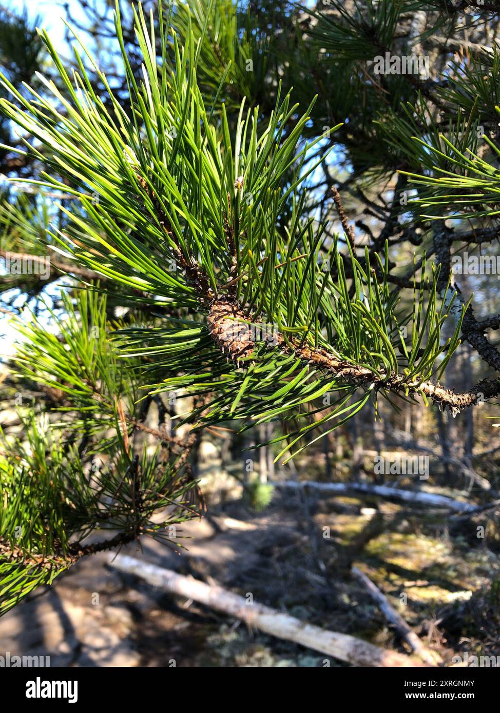 Shore Pine (Pinus contorta contorta) Plantae Stock Photo - Alamy