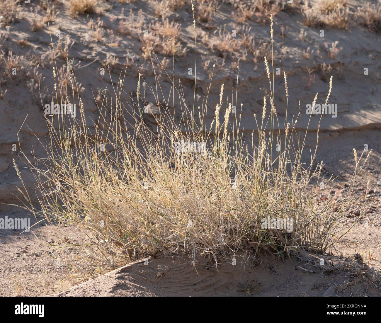 Big Galleta (Hilaria rigida) Plantae Stock Photo - Alamy