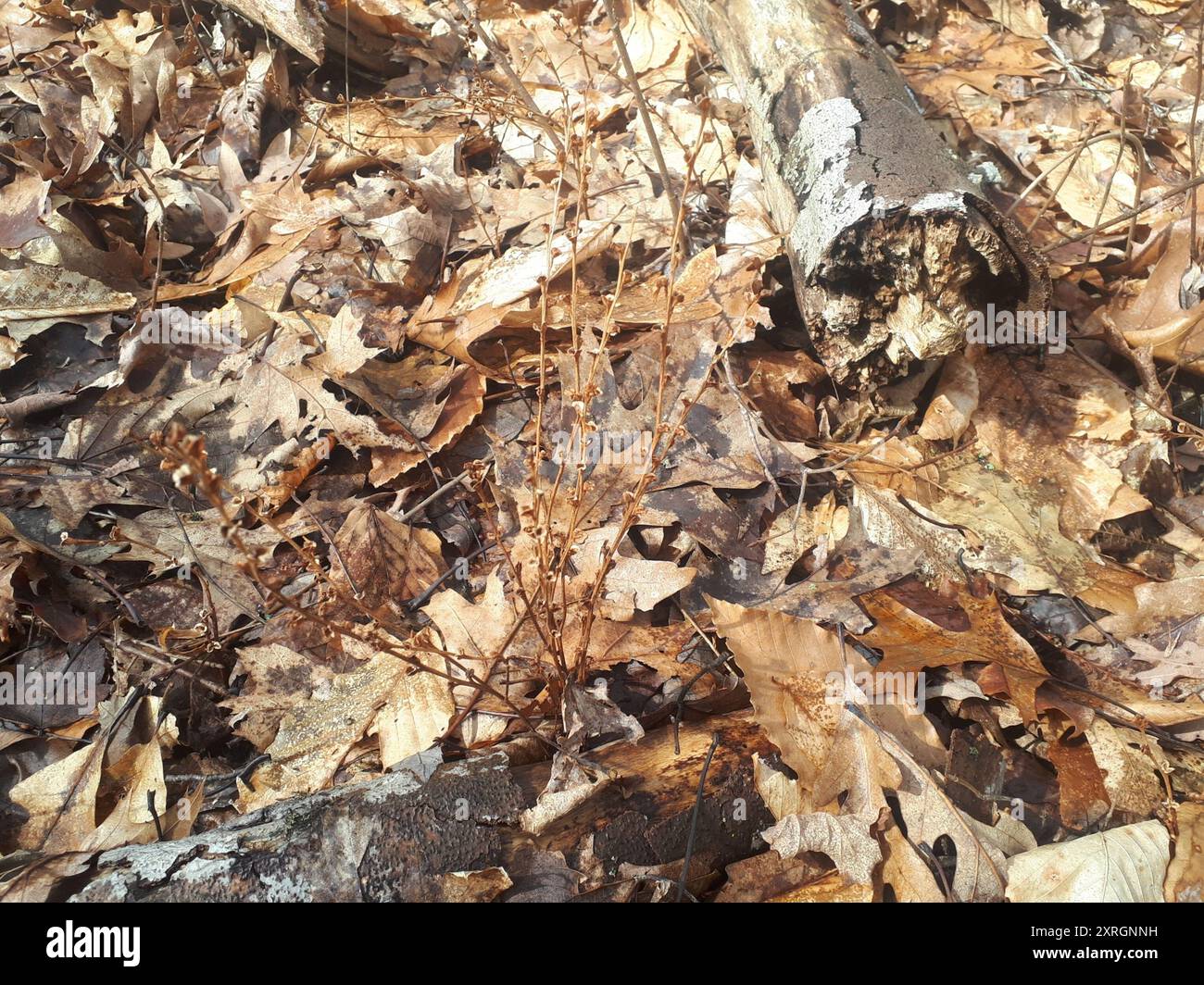 Beechdrops (Epifagus virginiana) Plantae Stock Photo - Alamy