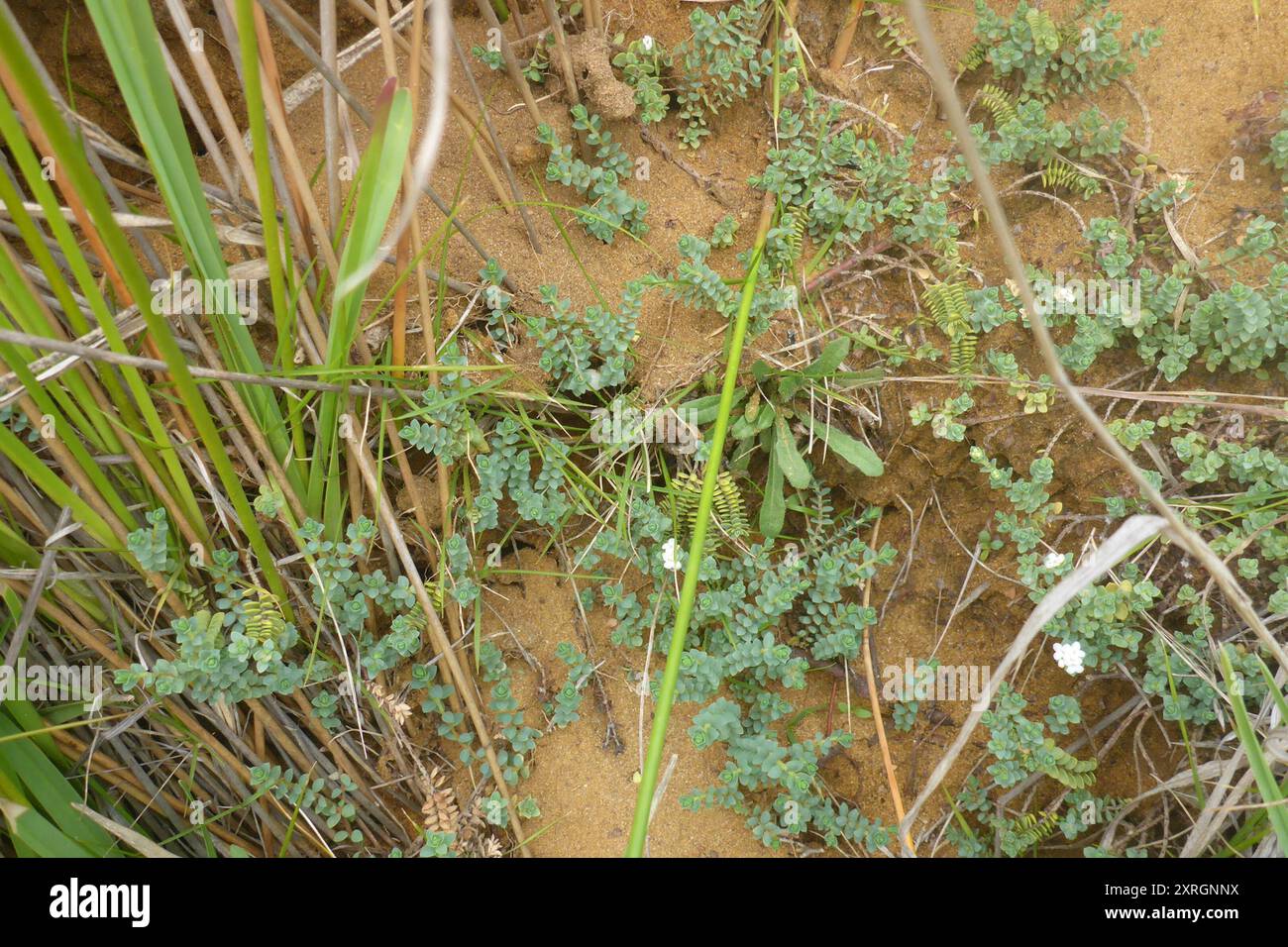 New Zealand Daphne (Pimelea prostrata) Plantae Stock Photo - Alamy