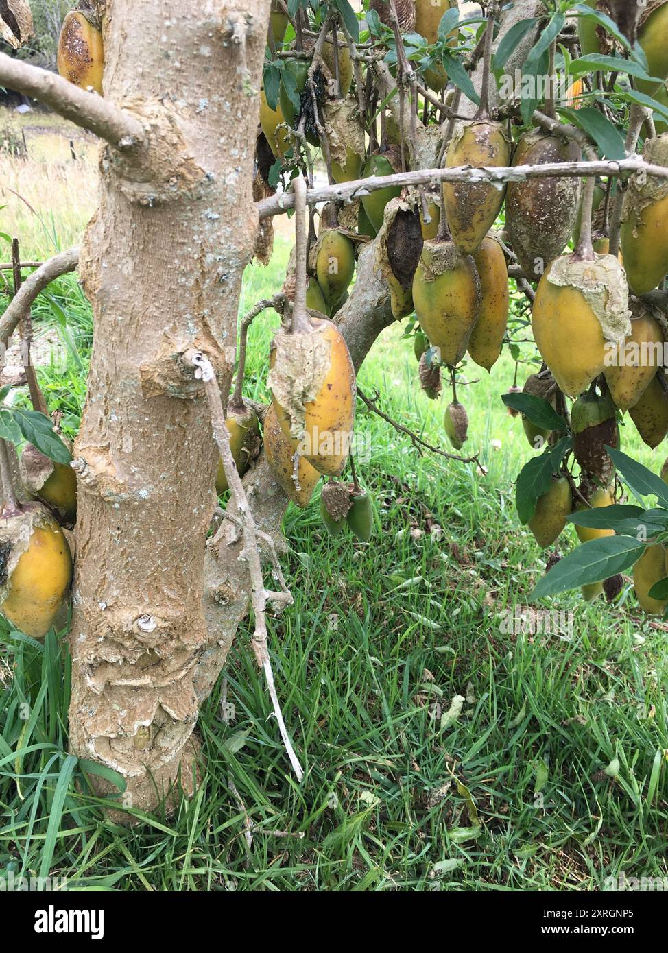 Red Angel's Trumpet (Brugmansia sanguinea) Plantae Stock Photo - Alamy