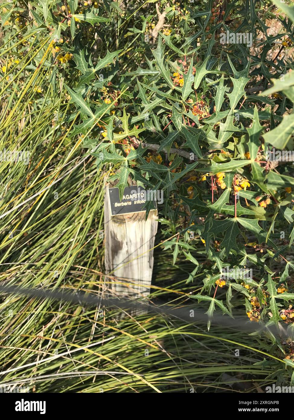 Agarita (Berberis trifoliolata) Plantae Stock Photo - Alamy