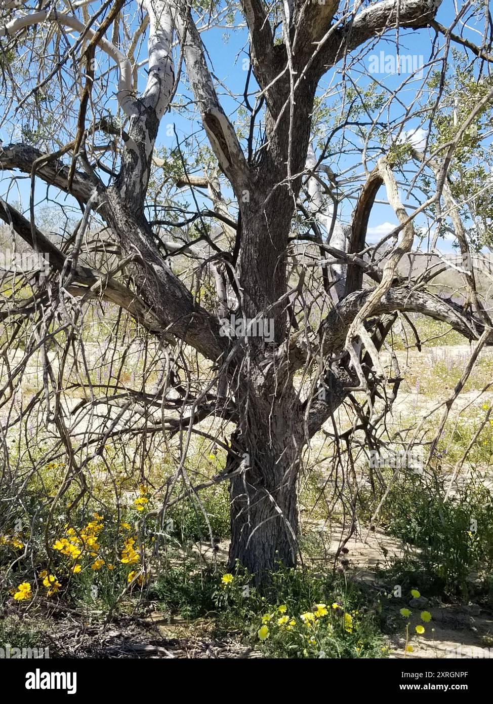 desert ironwood (Olneya tesota) Plantae Stock Photo - Alamy