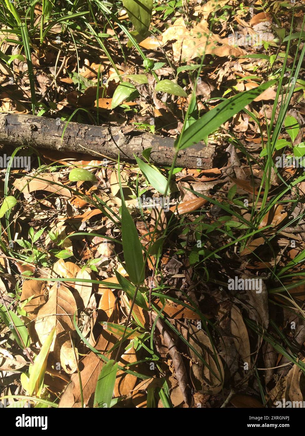 variable witchgrass (Dichanthelium commutatum) Plantae Stock Photo - Alamy