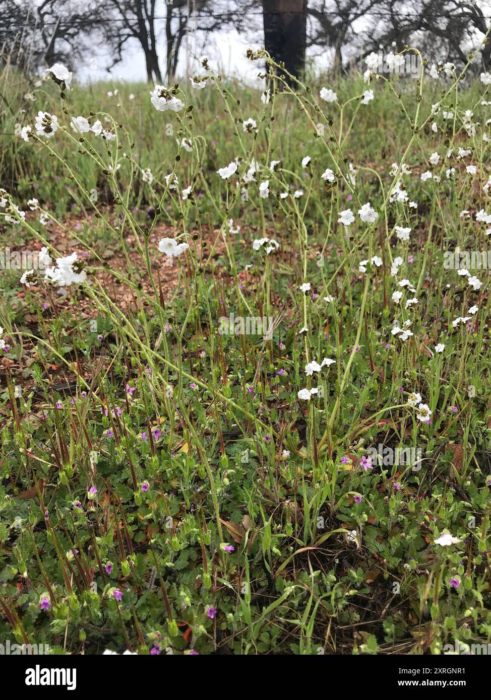 Rusty Popcornflower (Plagiobothrys nothofulvus) Plantae Stock Photo - Alamy