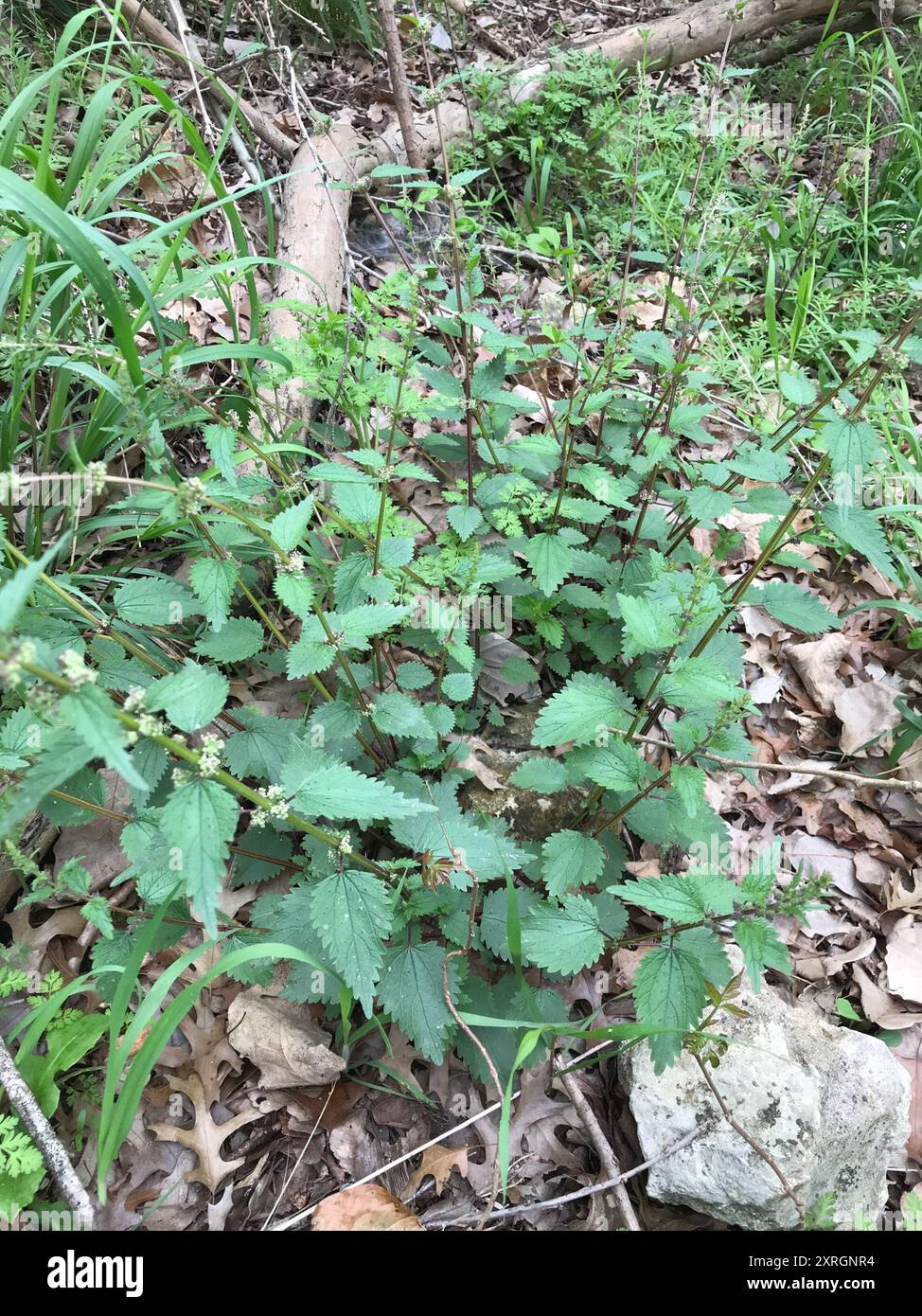 heartleaf nettle (Urtica chamaedryoides) Plantae Stock Photo - Alamy