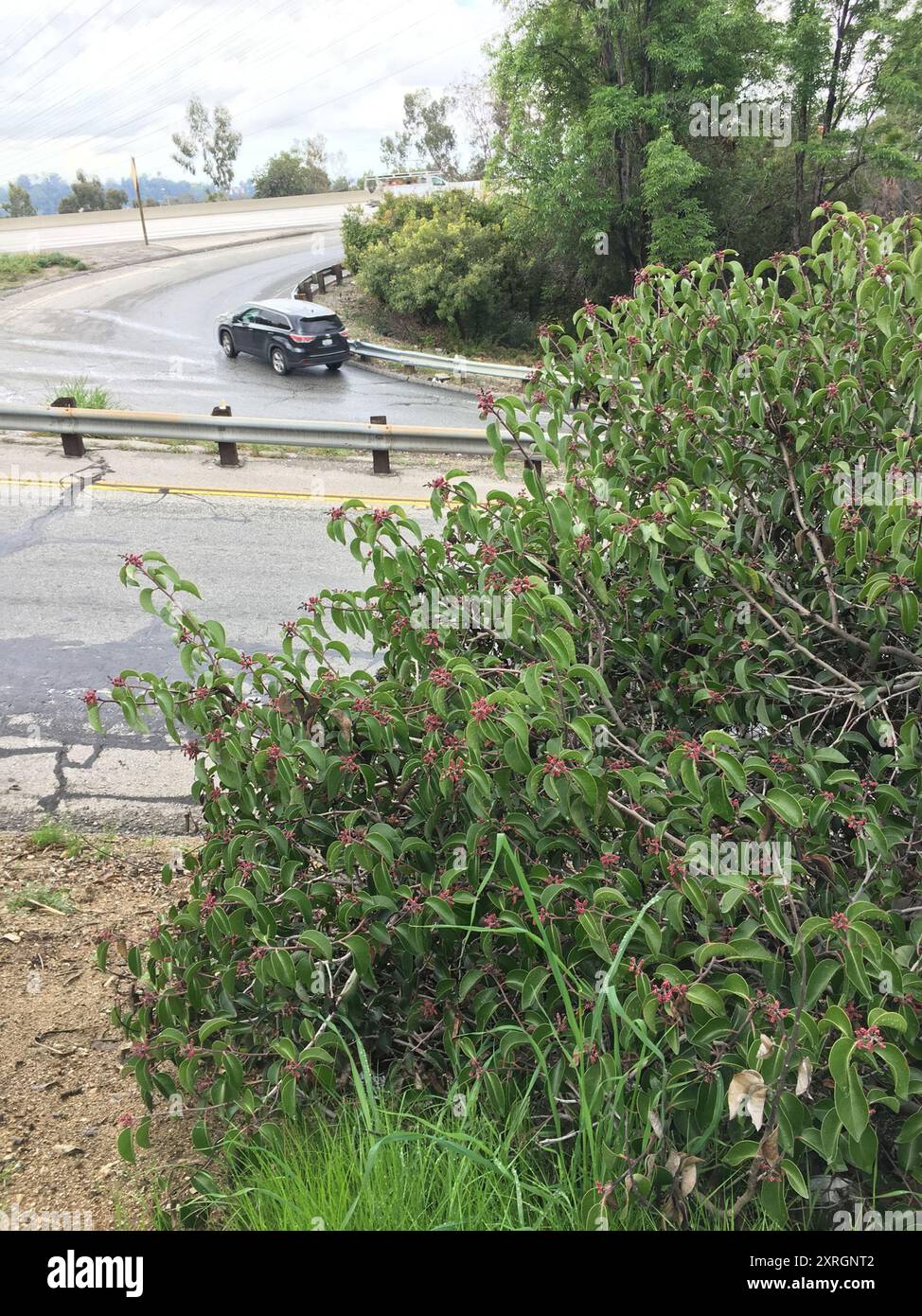 laurel sumac (Malosma laurina) Plantae Stock Photo - Alamy