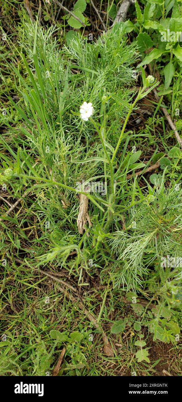 borage family (Boraginaceae) Plantae Stock Photo - Alamy