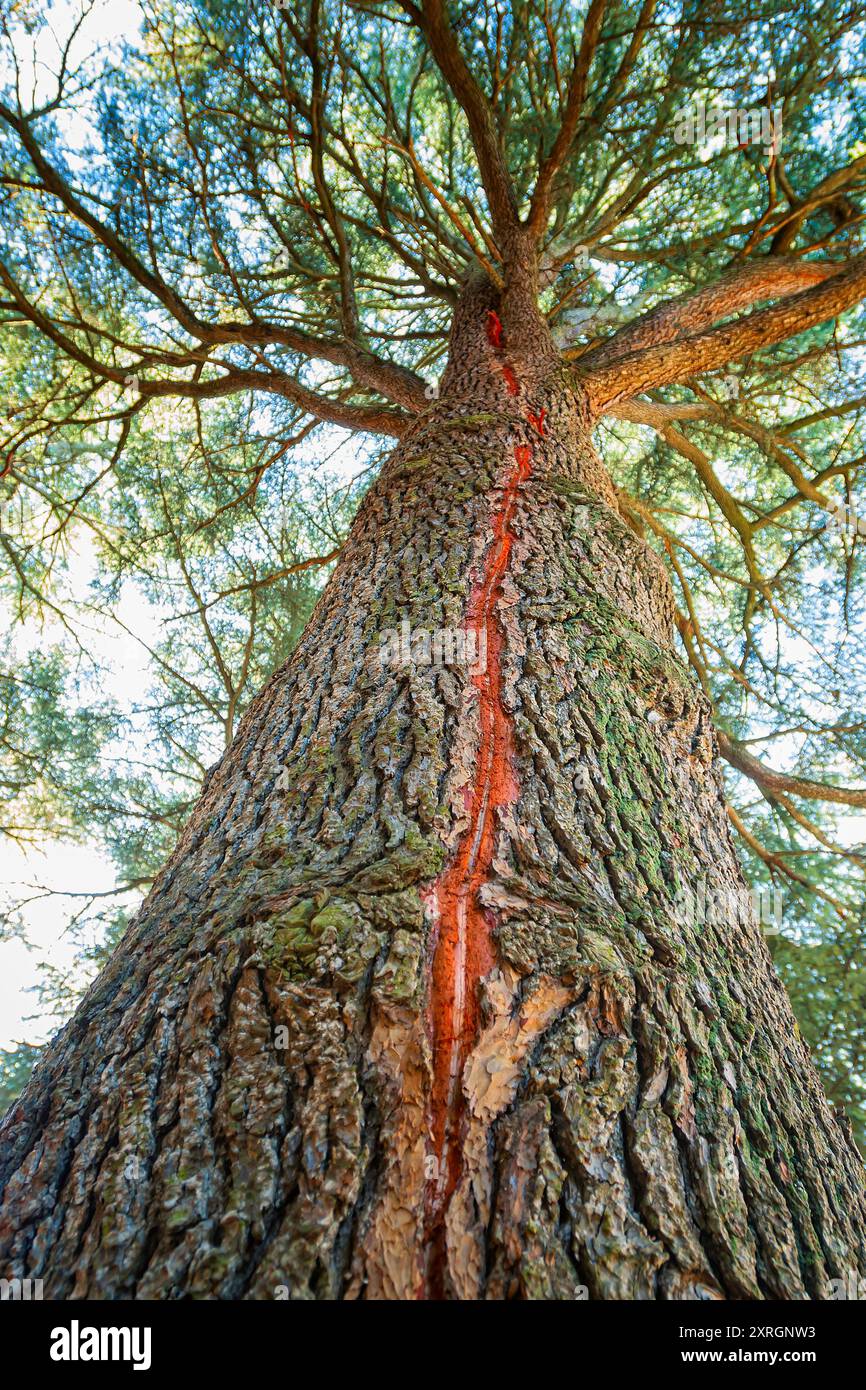Tree (Cedrus atlantica) struck by lightning Stock Photo - Alamy