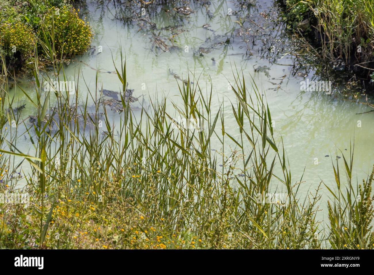 Polluted river water near an industrial plant showing the effects of ...