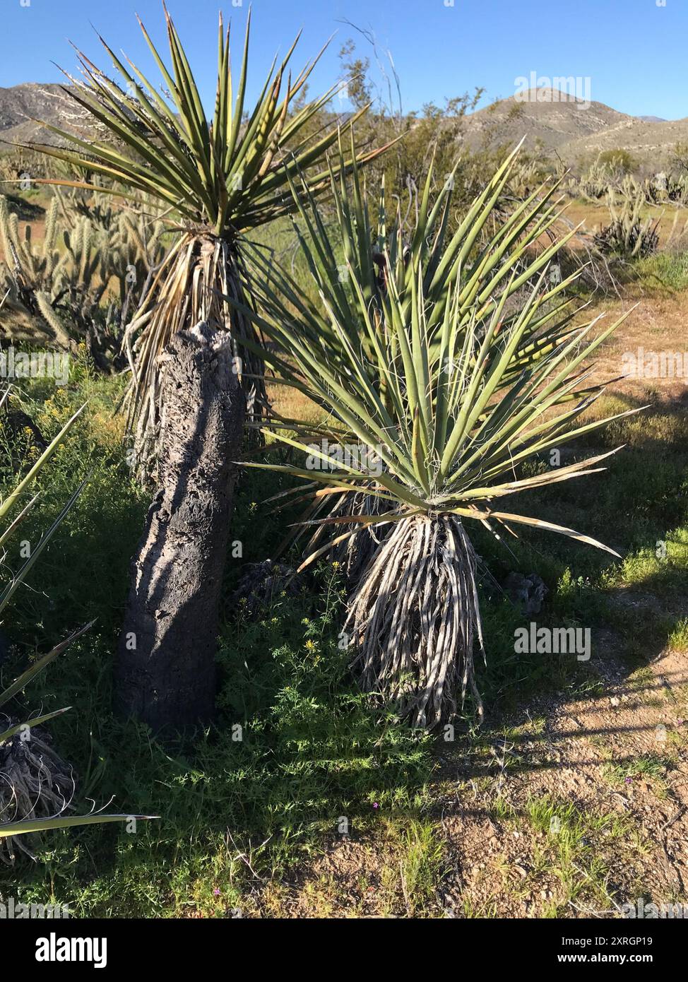 Mojave Yucca (Yucca schidigera) Plantae Stock Photo - Alamy