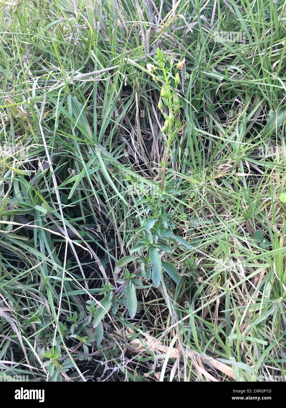 Mask Flower (Alonsoa meridionalis) Plantae Stock Photo - Alamy