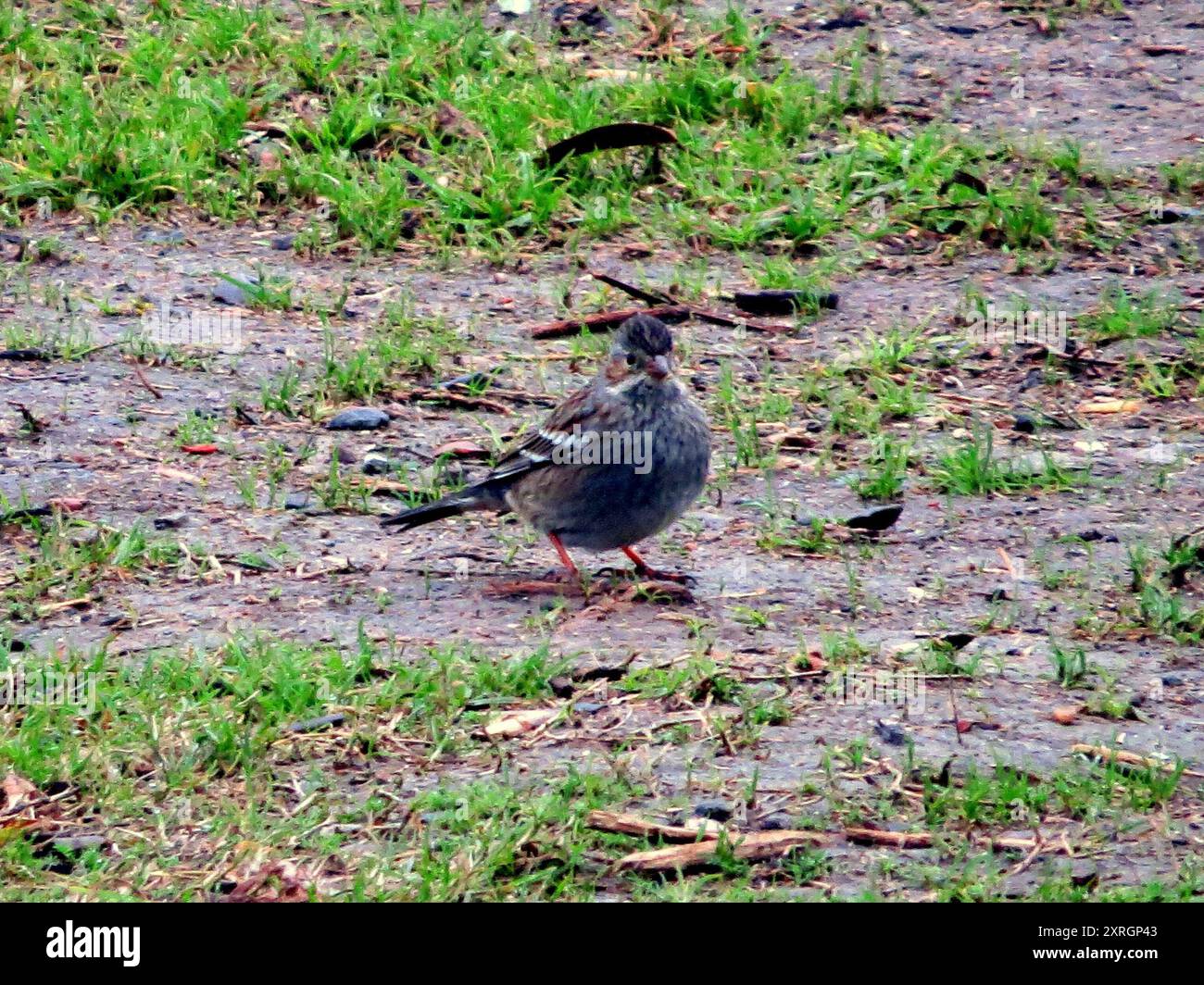 White-banded Mockingbird (Mimus triurus) Aves Stock Photo - Alamy