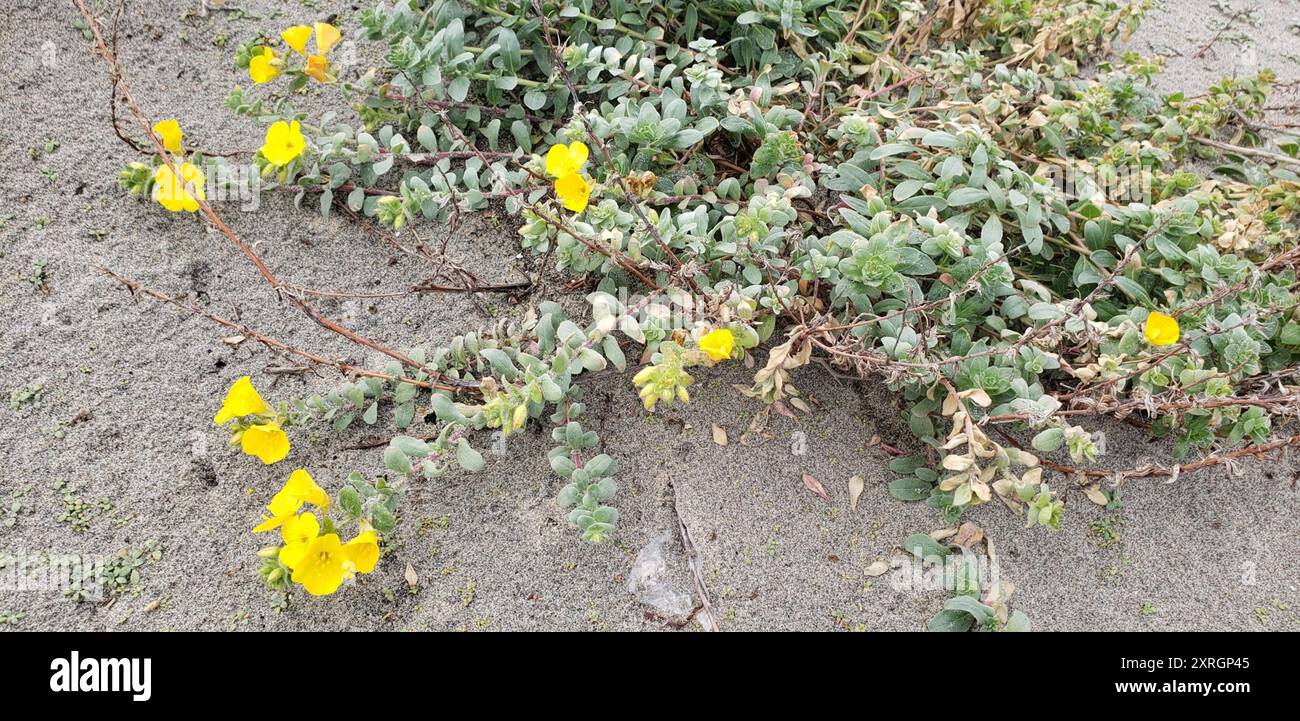 shrubby beach primrose (Camissoniopsis cheiranthifolia suffruticosa ...