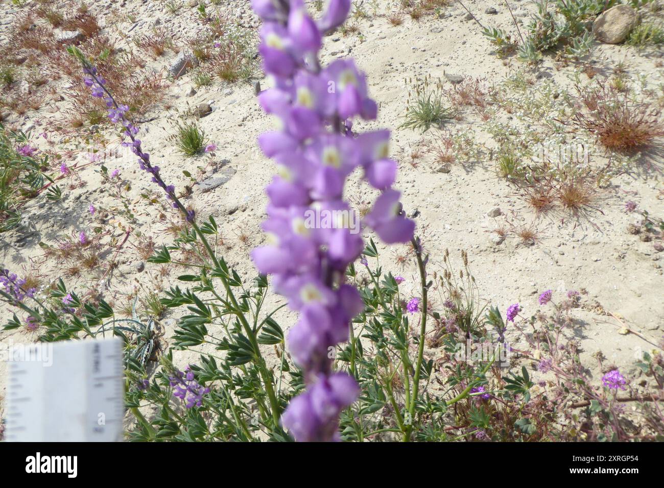Arizona lupine (Lupinus arizonicus) Plantae Stock Photo - Alamy