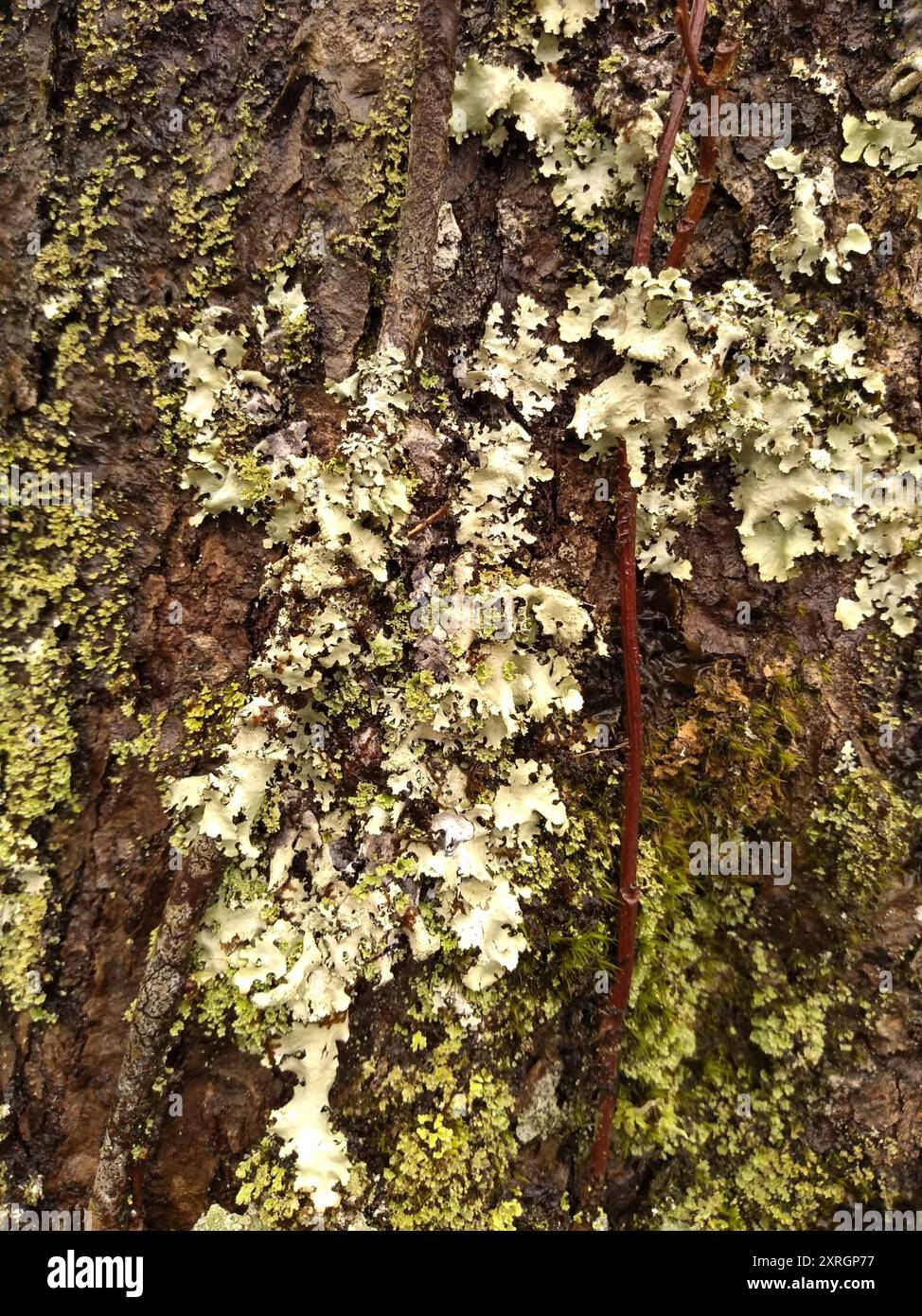 Salted Ruffle Lichen (Parmotrema crinitum) Fungi Stock Photo - Alamy