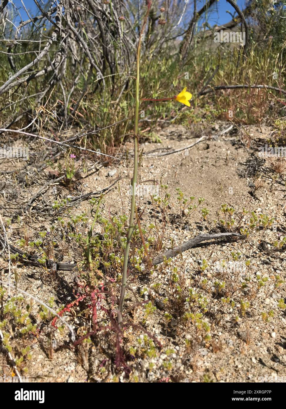 California primrose (Eulobus californicus) Plantae Stock Photo - Alamy