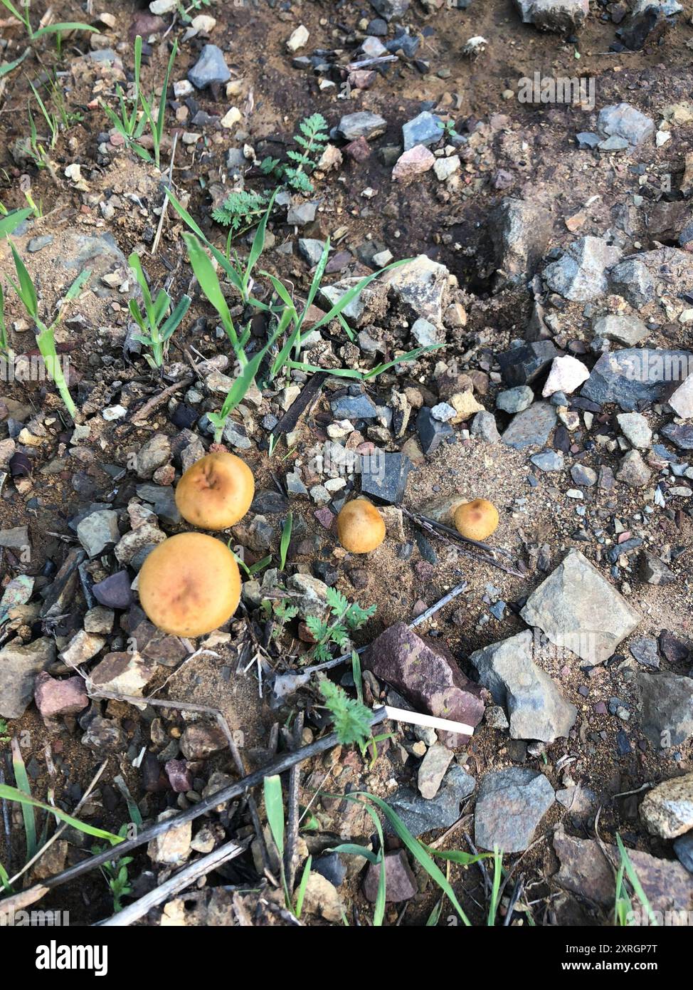 Common Fieldcap (Agrocybe pediades) Fungi Stock Photo - Alamy