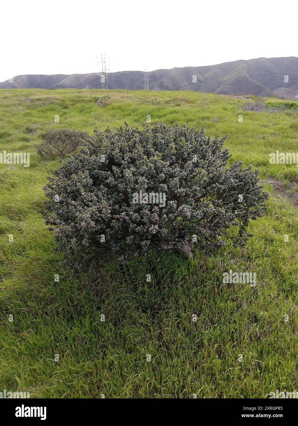 Chaparral Coyote Brush (Baccharis pilularis consanguinea) Plantae Stock ...