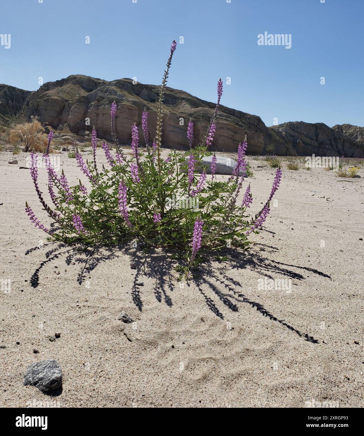 Arizona lupine (Lupinus arizonicus) Plantae Stock Photo - Alamy
