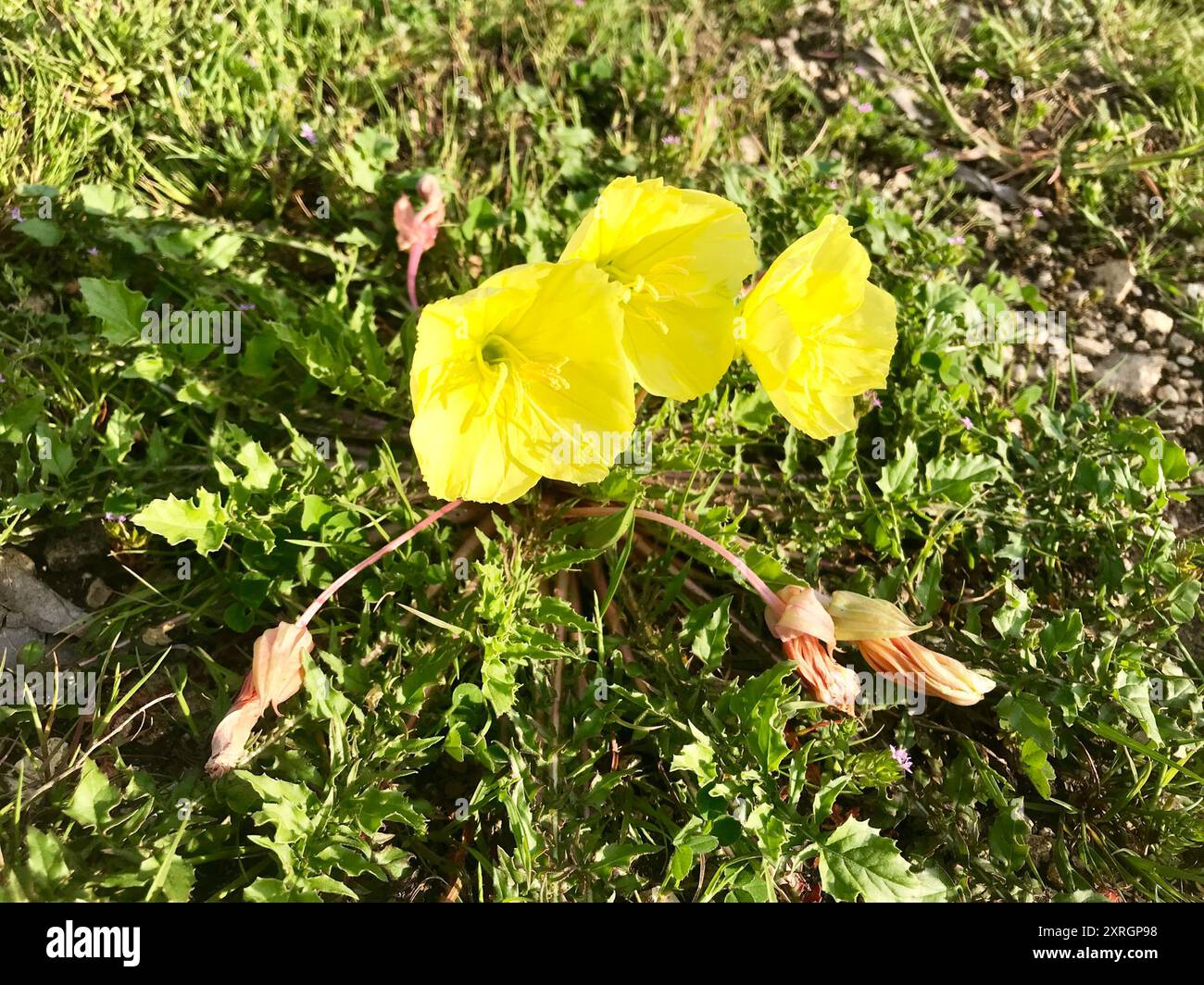 Stemless Evening Primrose (Oenothera triloba) Plantae Stock Photo - Alamy