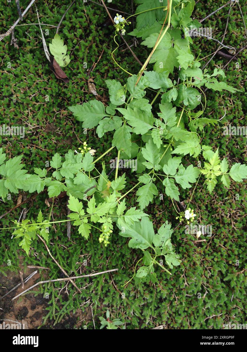 Balloon Vines and Heartseed (Cardiospermum) Plantae Stock Photo - Alamy