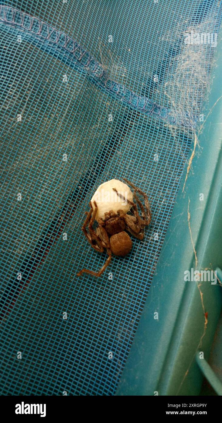Isopedella hi-res stock photography and images - Alamy