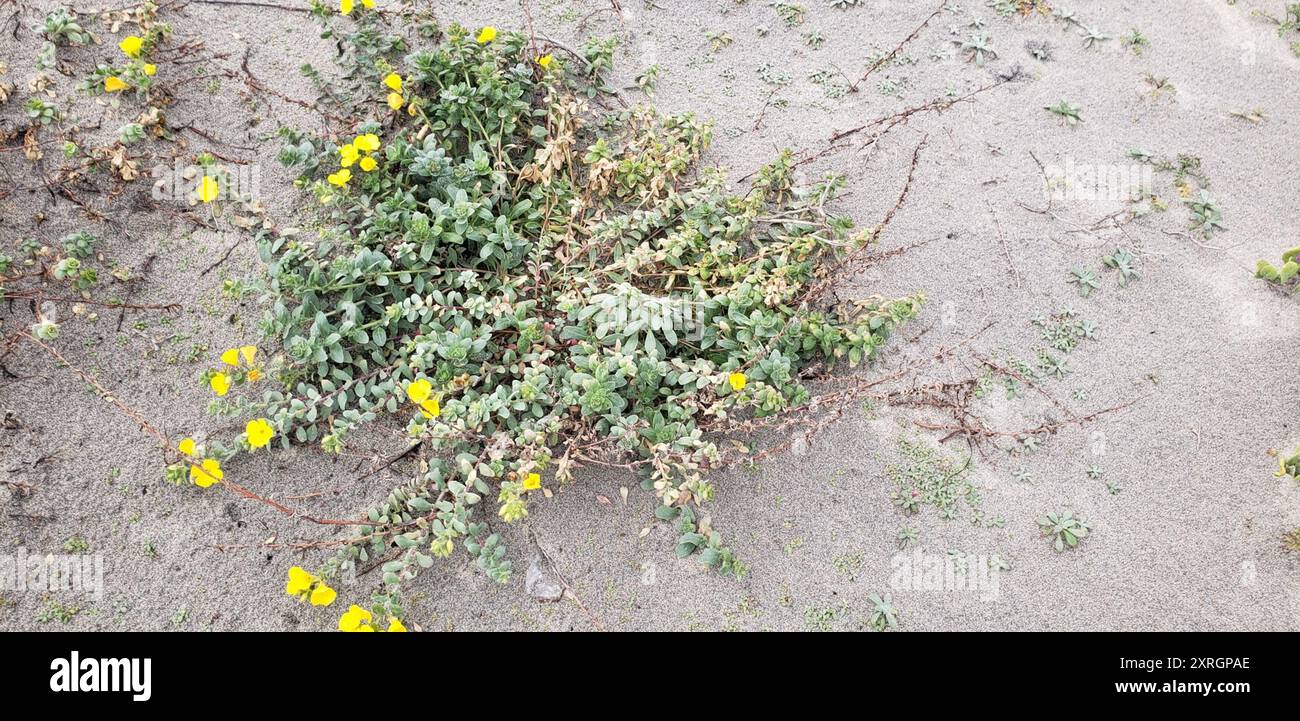 shrubby beach primrose (Camissoniopsis cheiranthifolia suffruticosa ...