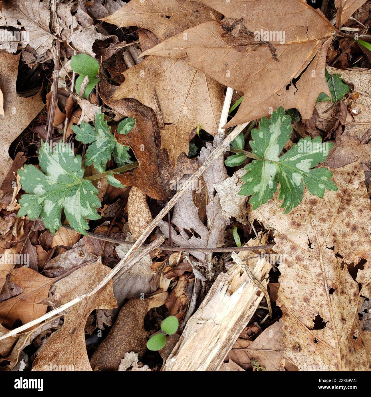 great waterleaf (Hydrophyllum appendiculatum) Plantae Stock Photo - Alamy