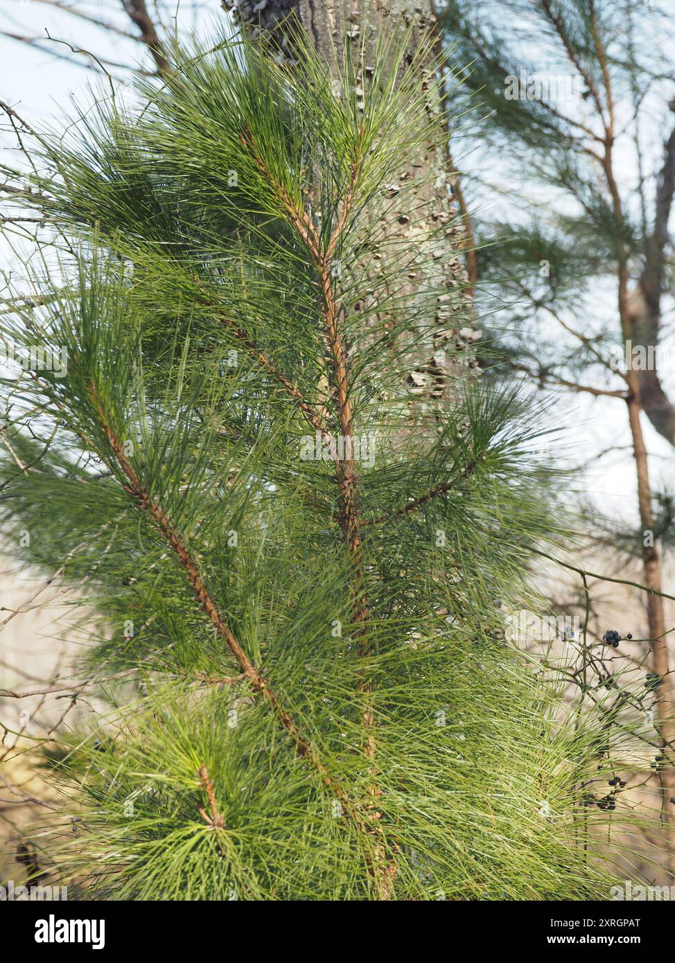 Virginia pine (Pinus virginiana) Plantae Stock Photo - Alamy