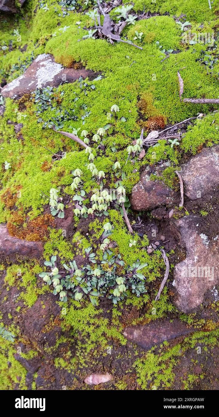 California asterella (Asterella californica) Plantae Stock Photo - Alamy