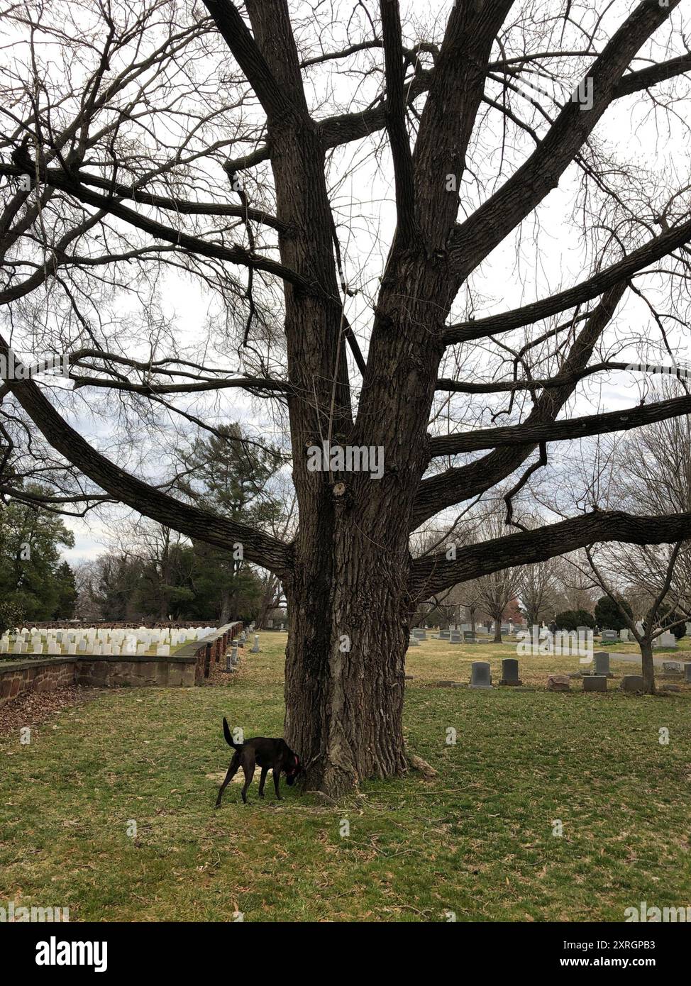 plants (Plantae) Plantae Stock Photo - Alamy