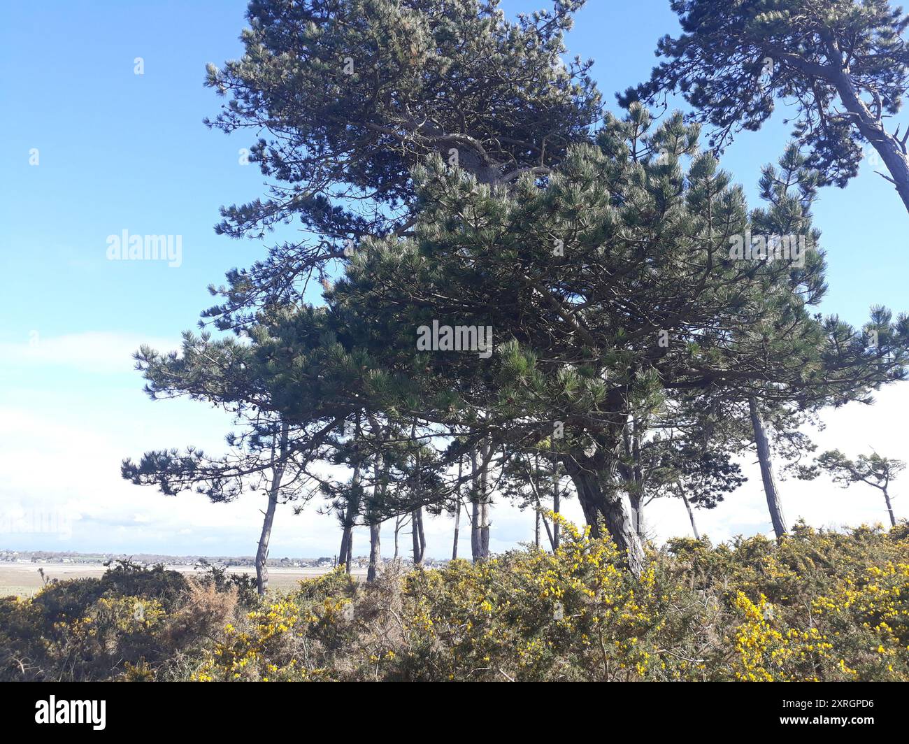 maritime pine (Pinus pinaster) Plantae Stock Photo - Alamy