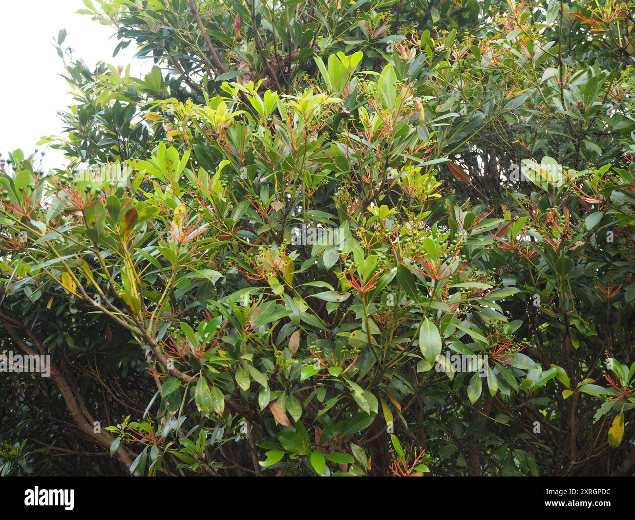 Red Machilus (Machilus thunbergii) Plantae Stock Photo - Alamy