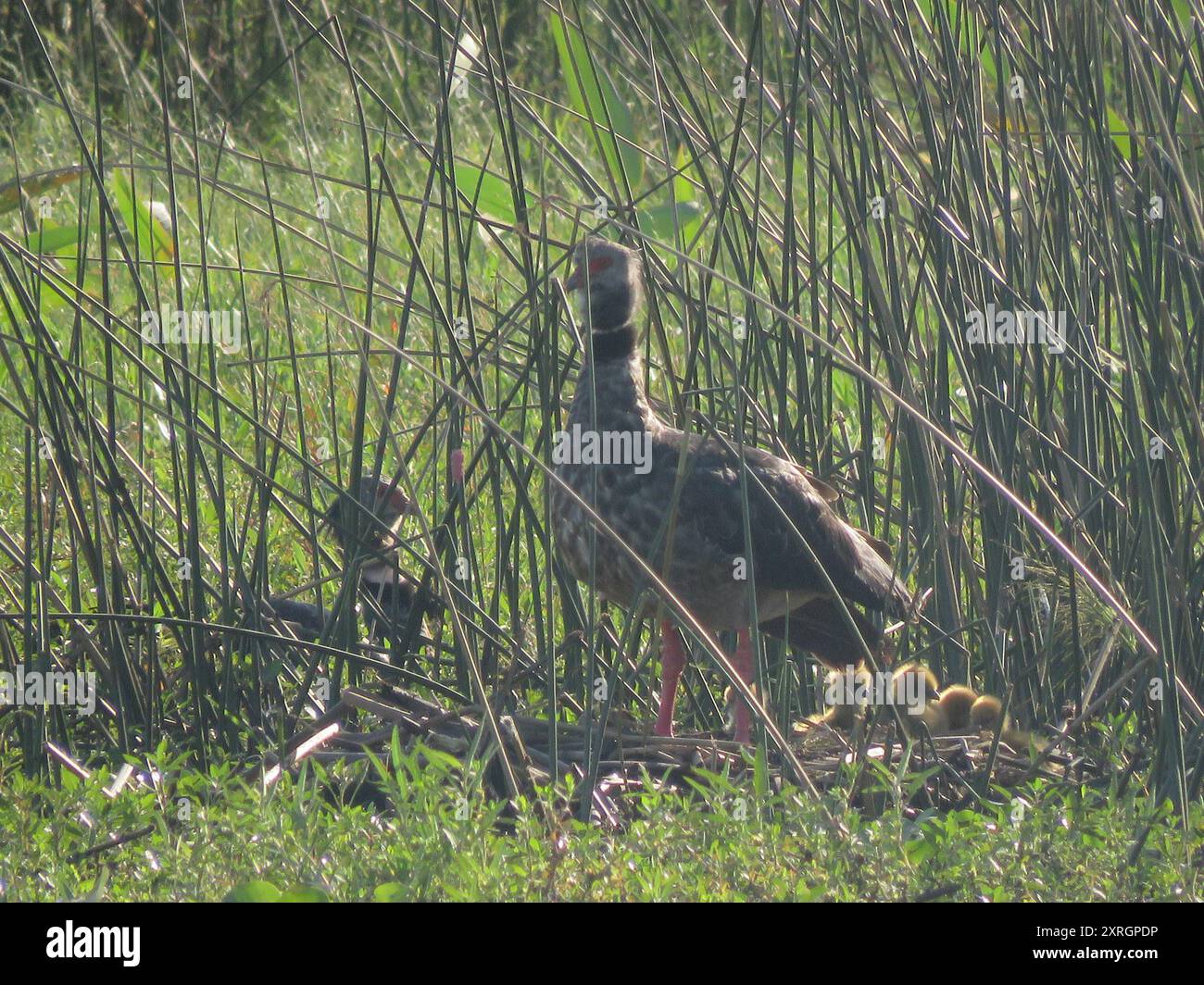 Southern Screamer (Chauna torquata) Aves Stock Photo - Alamy