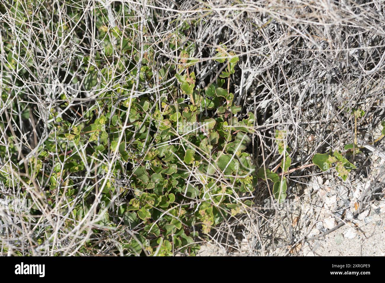 Wishbone Bush (Mirabilis laevis) Plantae Stock Photo - Alamy